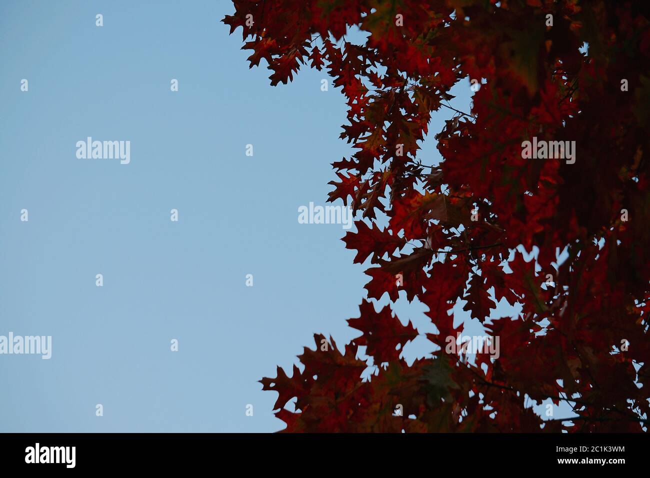 red tree leaves Stock Photo - Alamy