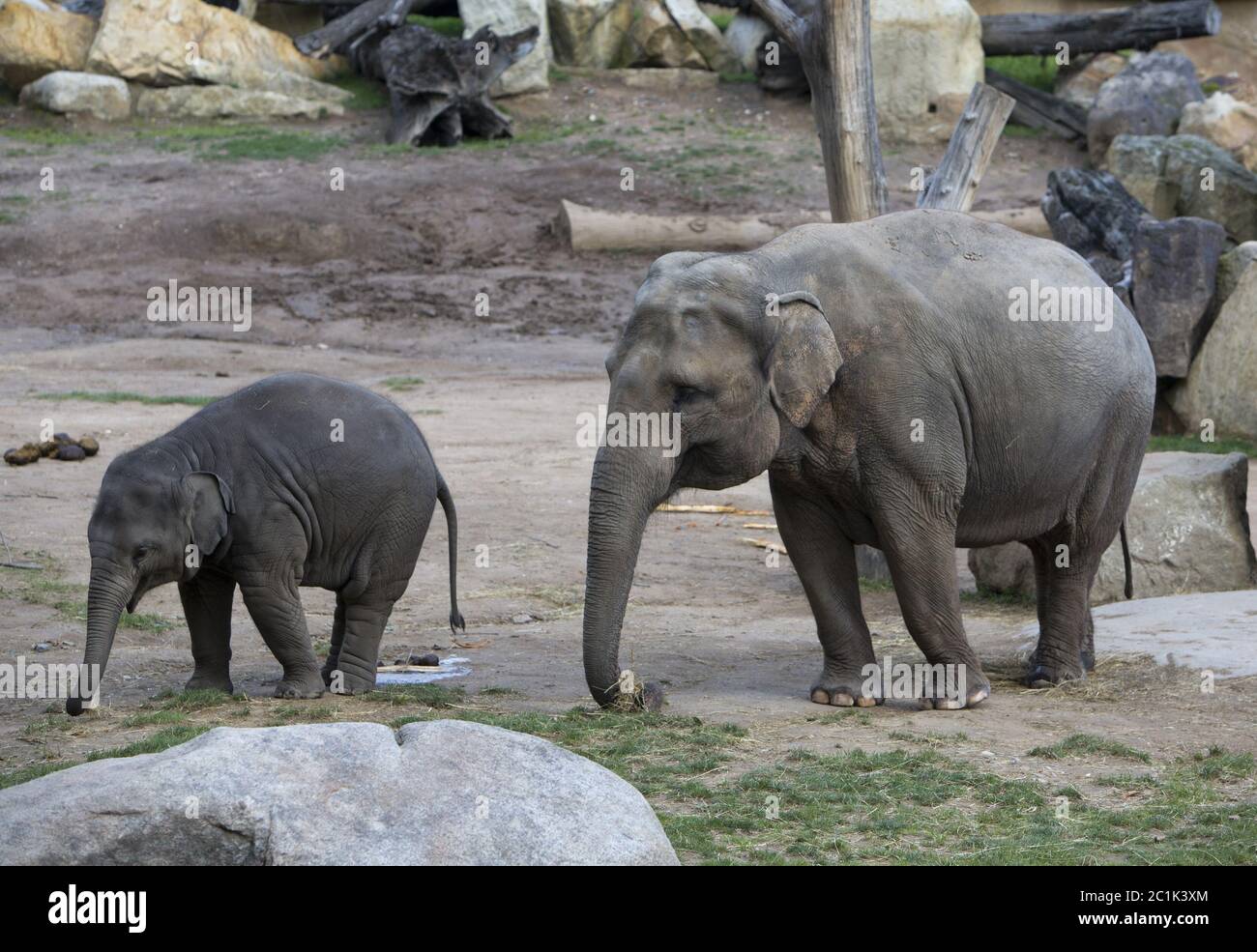 Indian elephant with baby elephant Stock Photo - Alamy