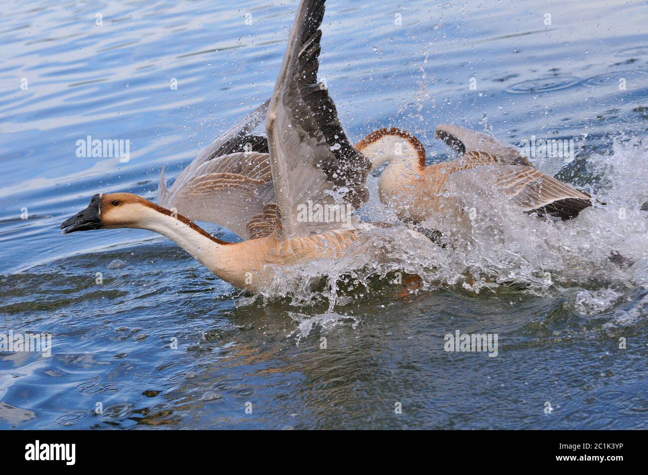 Swan goose in fight in bavaria Stock Photo - Alamy