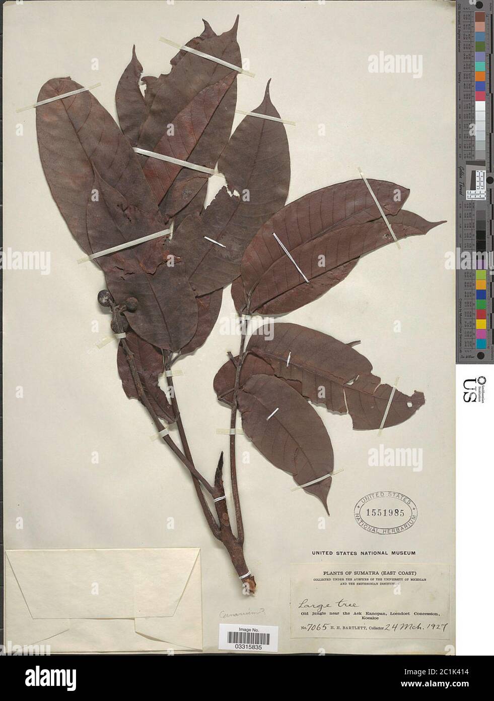 Canarium sp Canarium sp Stock Photo - Alamy