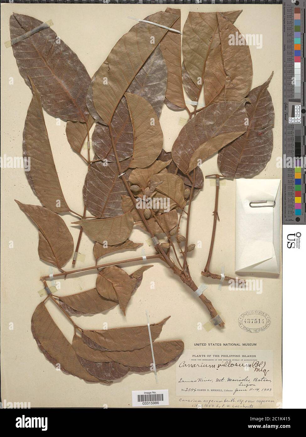 Canarium asperum subsp asperum Canarium asperum subsp asperum Stock ...