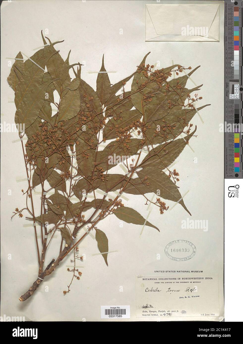 Toona ciliata M Roem Toona ciliata M Roem Stock Photo - Alamy