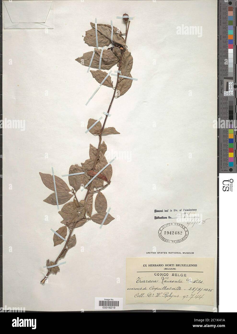 Turraea floribunda Turraea floribunda Stock Photo - Alamy