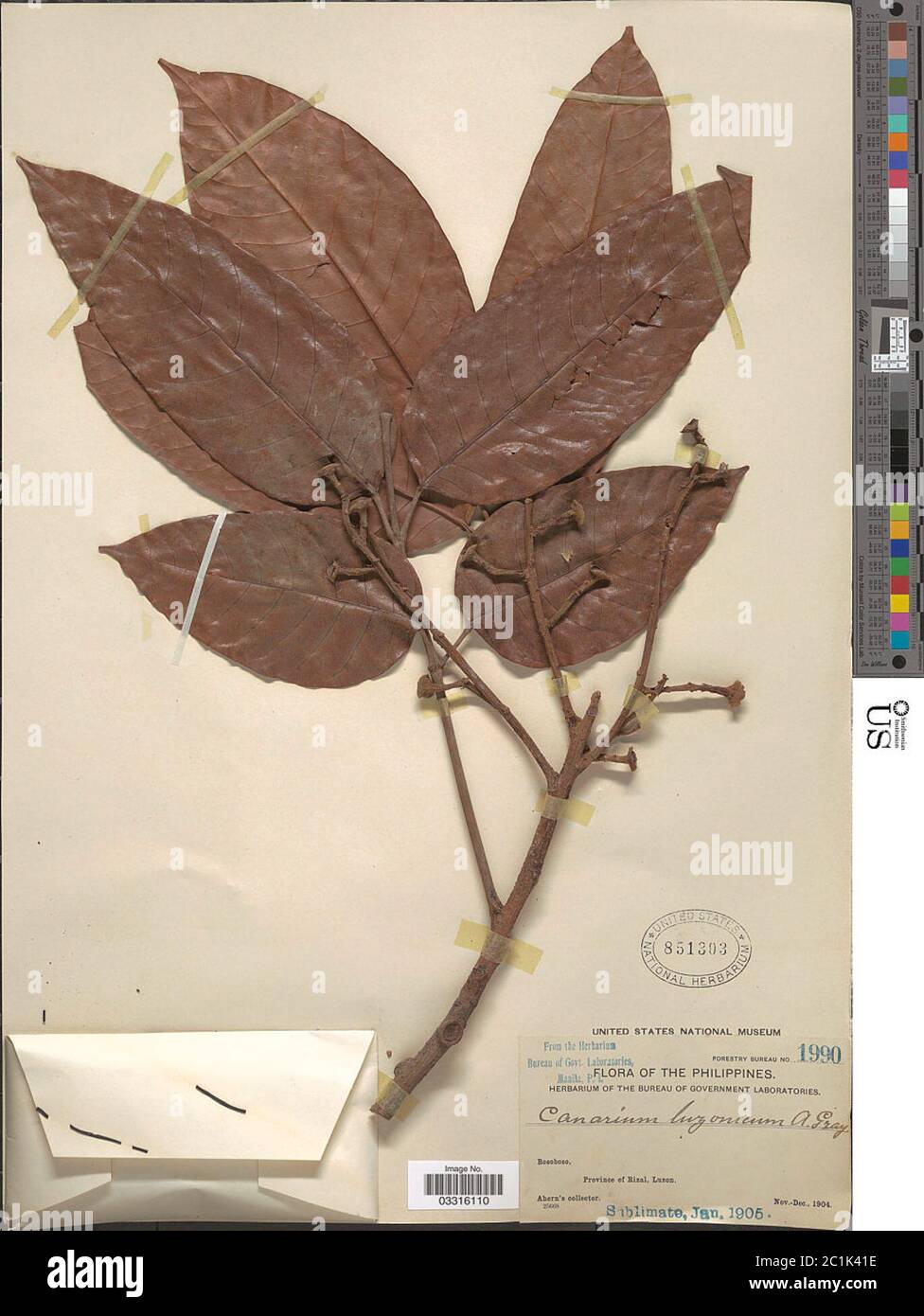 Canarium luzonicum hi-res stock photography and images - Alamy