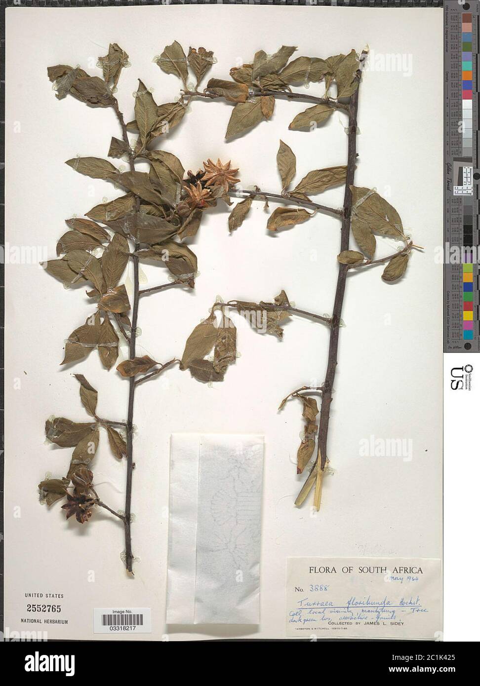 Turraea floribunda Turraea floribunda Stock Photo - Alamy