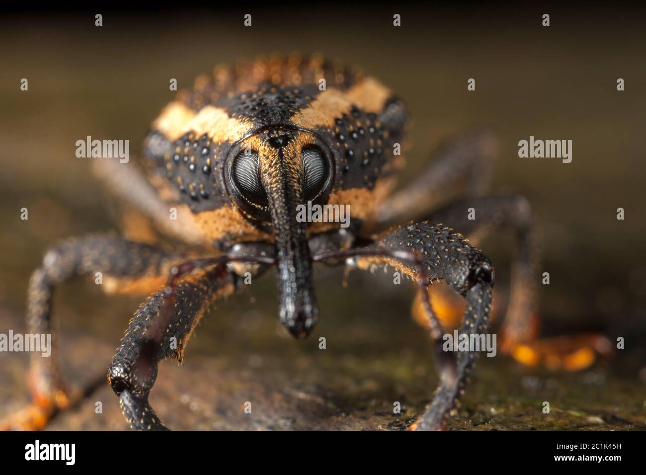 Weevil closeup with great eyes Stock Photo - Alamy
