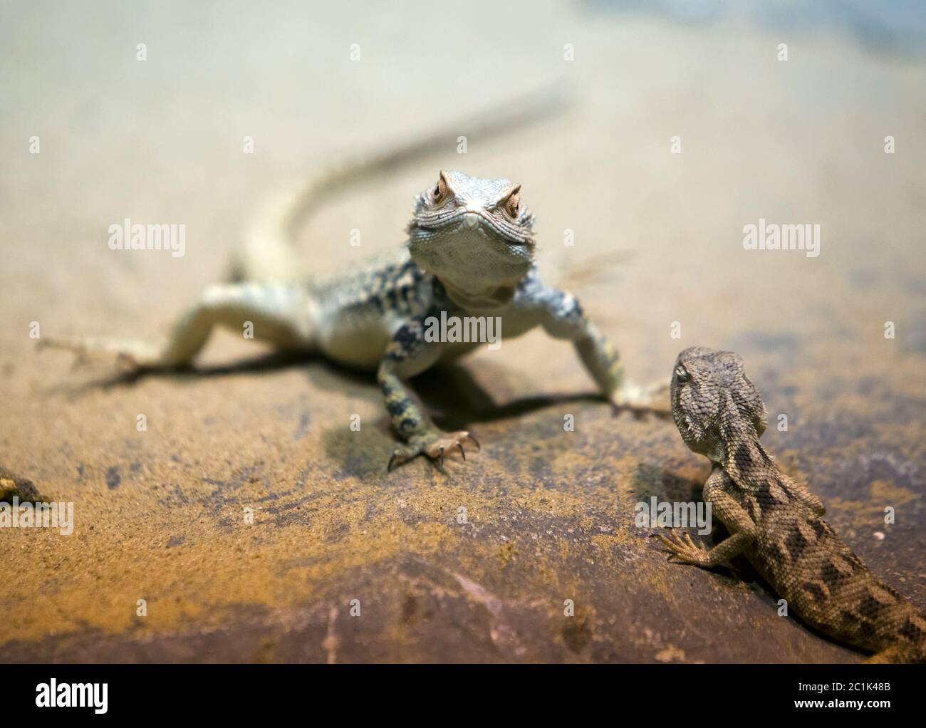 two lizards on the rocks Stock Photo - Alamy