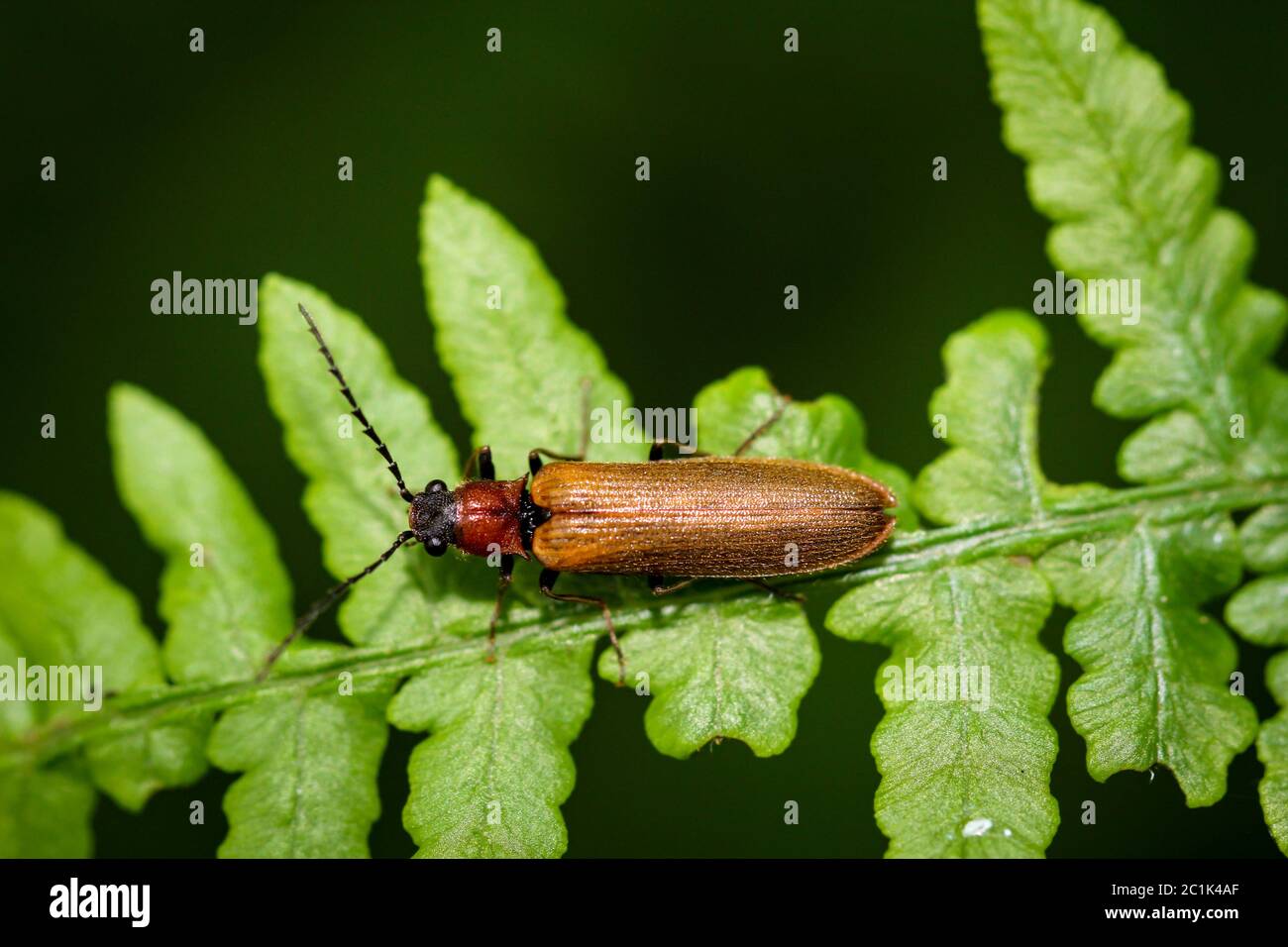 Leaf tail hi-res stock photography and images - Alamy