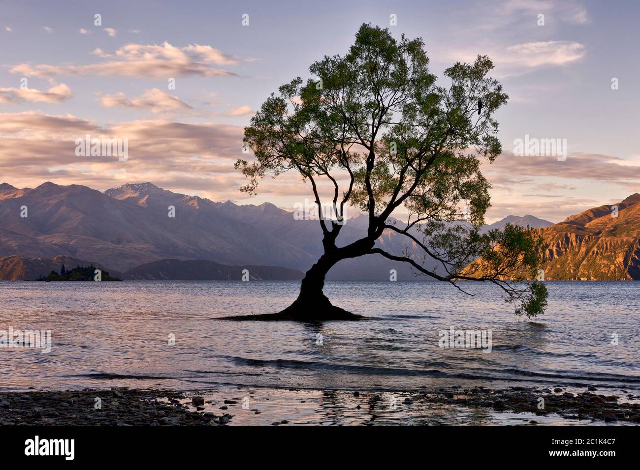 That wanaka tree hi-res stock photography and images - Alamy