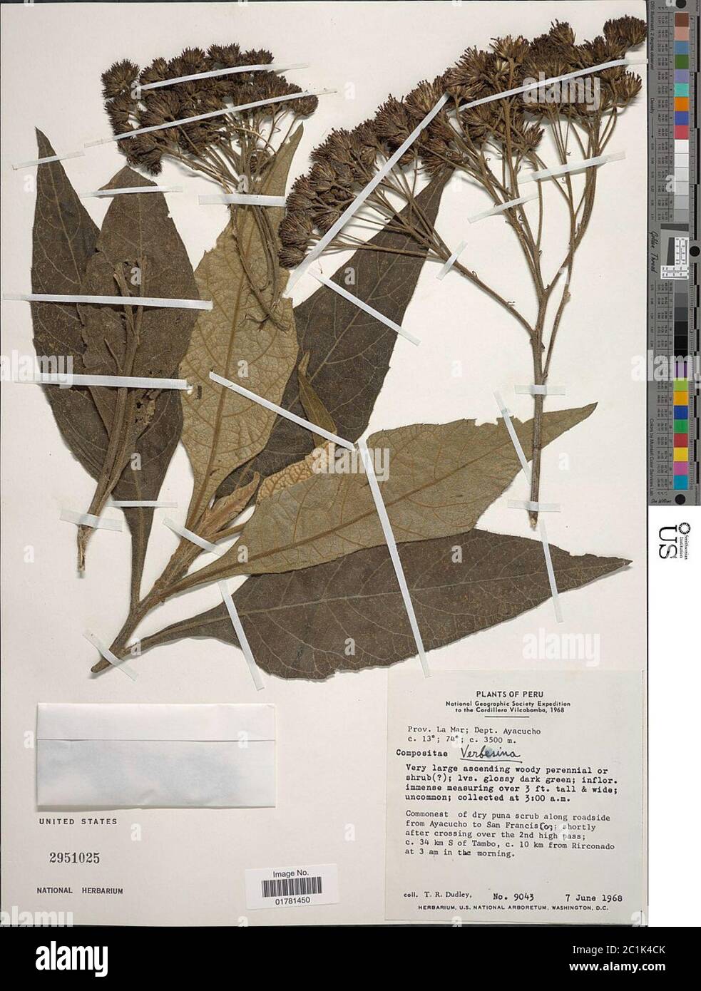 Verbesina sp Verbesina sp Stock Photo - Alamy