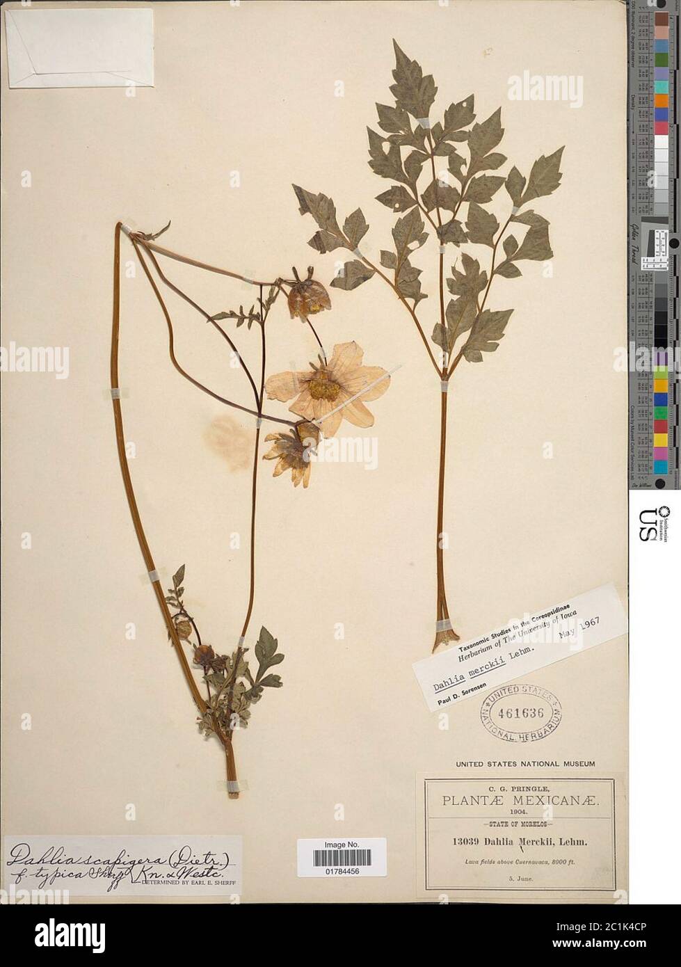 Merckii dahlia hi-res stock photography and images - Alamy