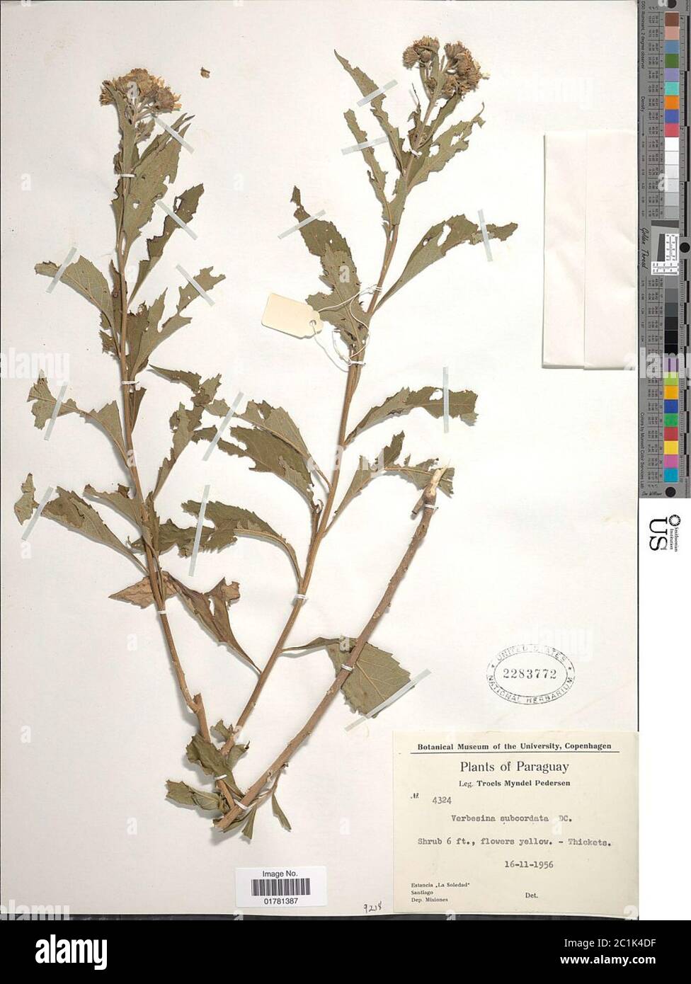 Verbesina subcordata Verbesina subcordata Stock Photo - Alamy