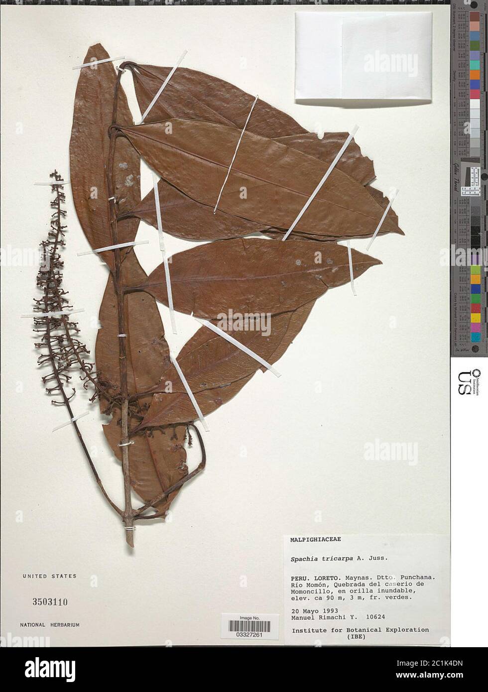 Spachea tricarpa A Juss Spachea tricarpa A Juss Stock Photo - Alamy