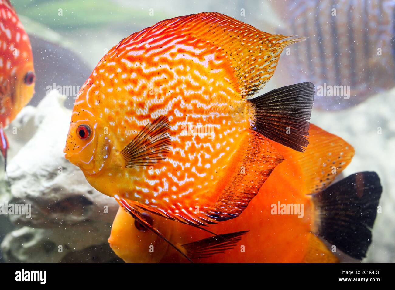 portrait of a discus fish Stock Photo - Alamy