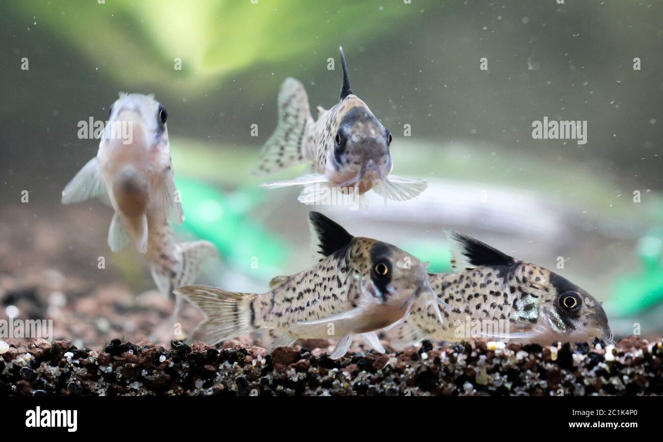 Armored catfish in the aquarium Stock Photo - Alamy