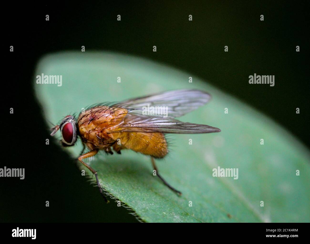 Fly antenna hi-res stock photography and images - Alamy