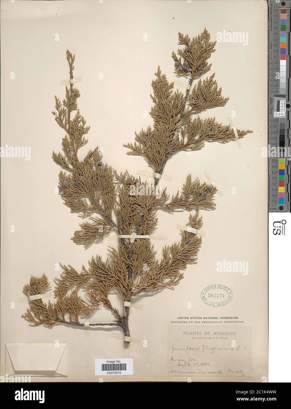 Juniperus virginiana L Juniperus virginiana L Stock Photo - Alamy
