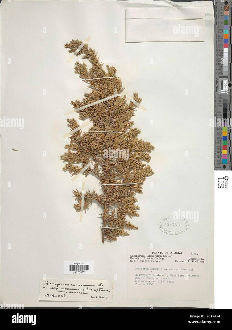 Cones of juniperus communis hi-res stock photography and images - Alamy