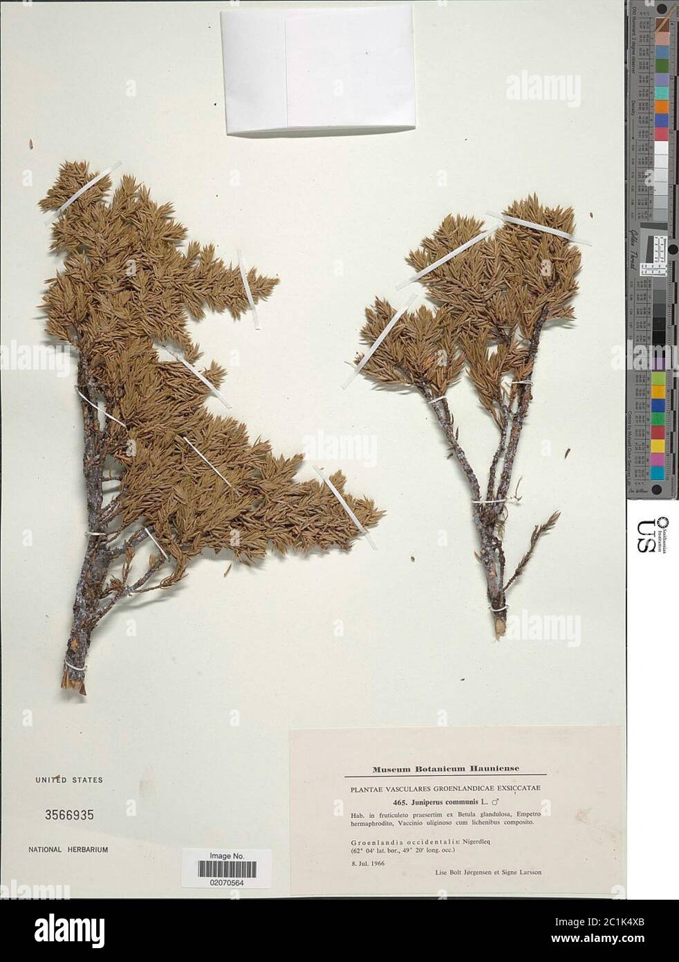 Gymnosperm morphology hi-res stock photography and images - Alamy