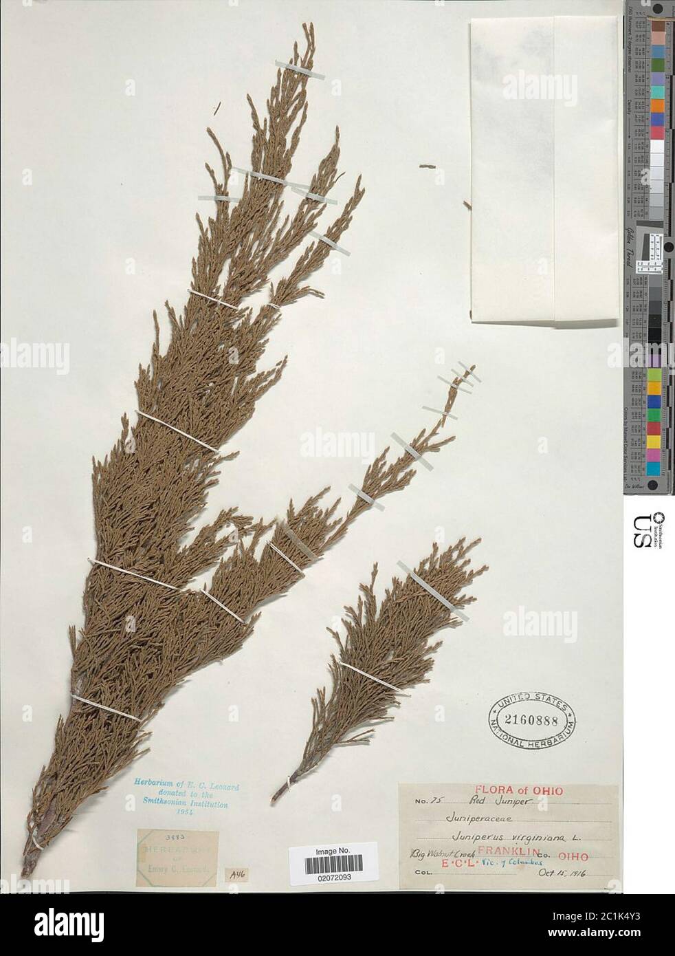 Juniperus virginiana L Juniperus virginiana L Stock Photo - Alamy