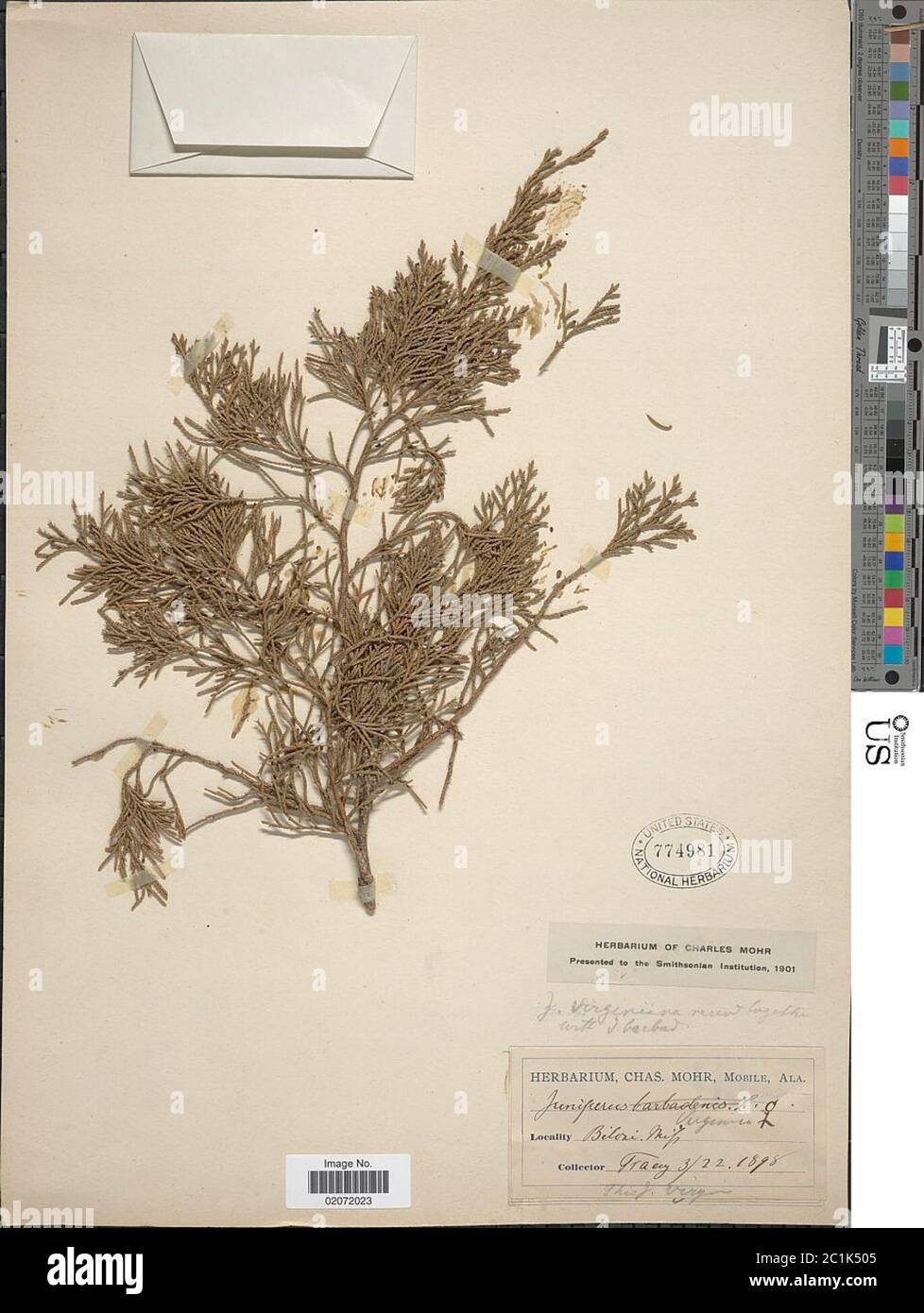 Juniperus virginiana L Juniperus virginiana L Stock Photo - Alamy