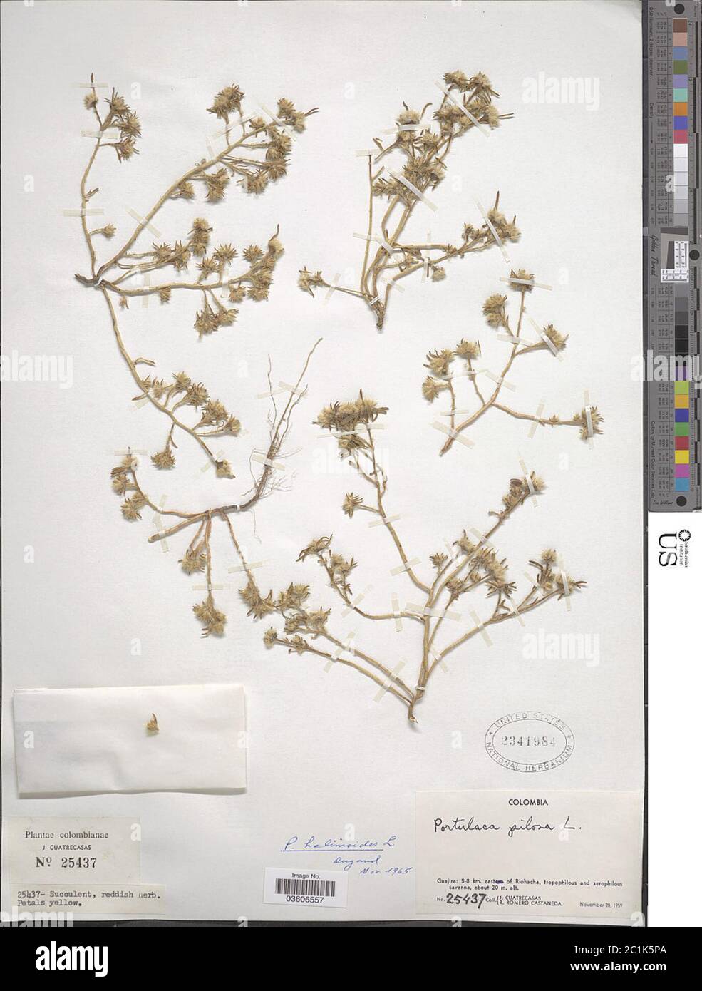 Portulaca halimoides L Portulaca halimoides L Stock Photo - Alamy