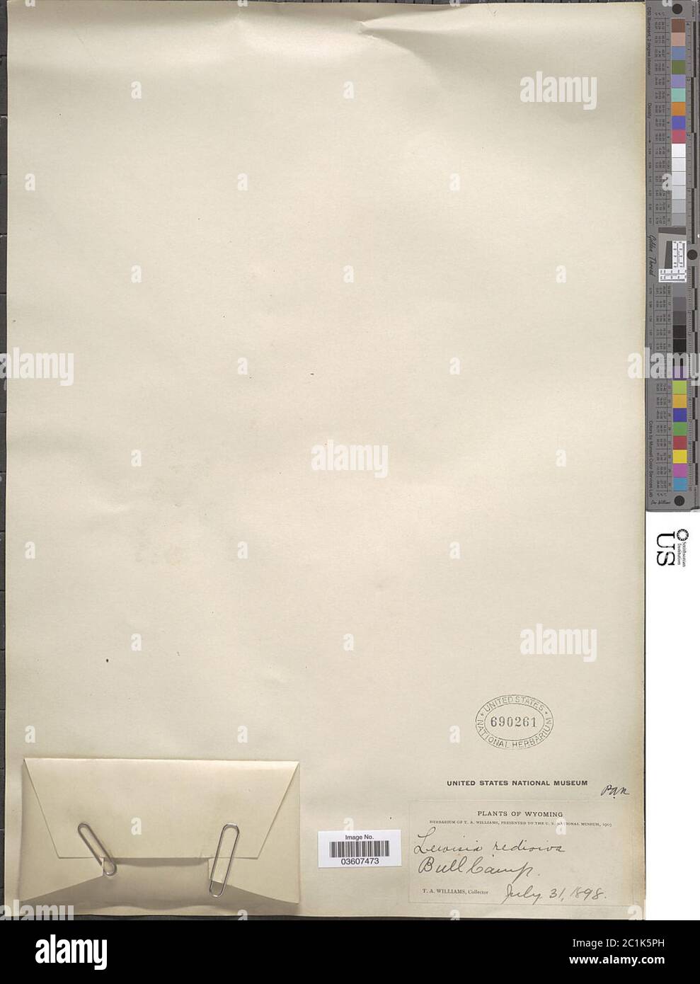 Lewisia rediviva hi-res stock photography and images - Alamy