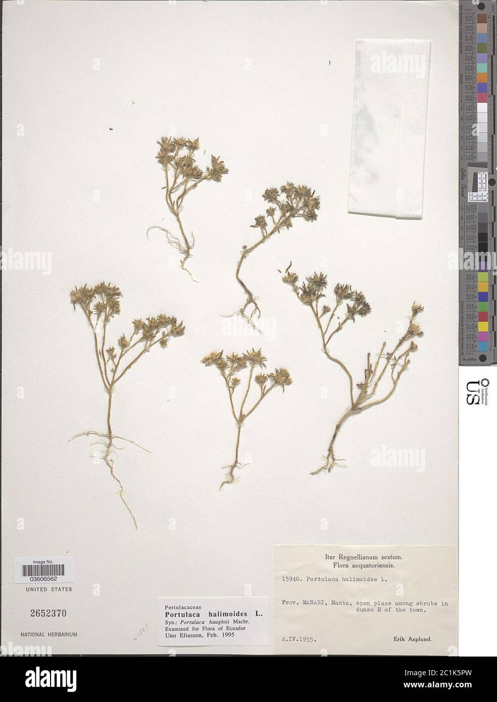 Portulaca halimoides L Portulaca halimoides L Stock Photo - Alamy