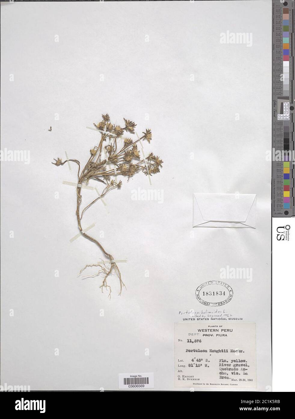 Portulaca halimoides L Portulaca halimoides L Stock Photo - Alamy