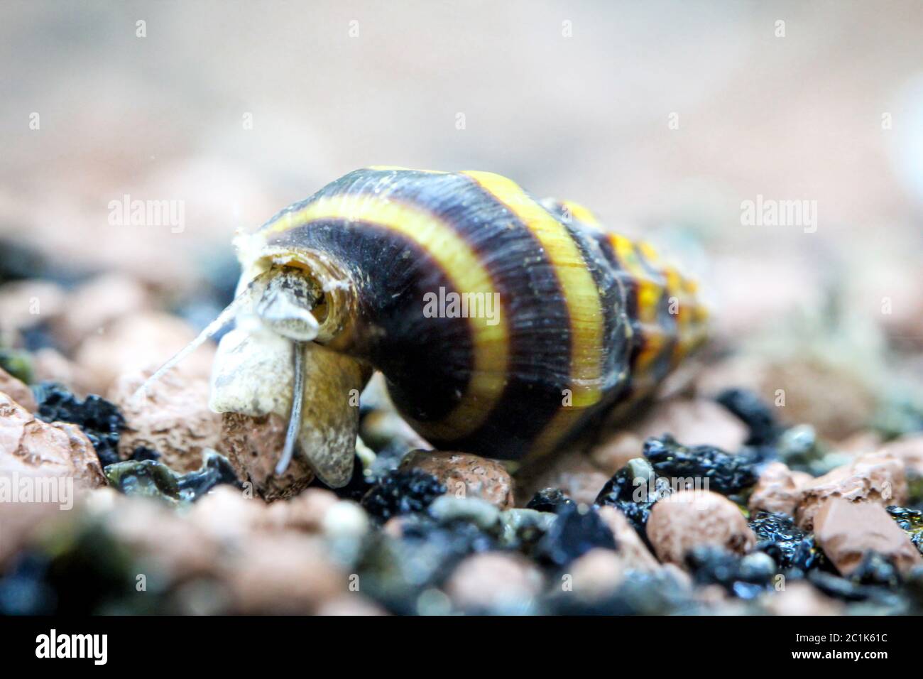 Snail (Clea Helena Stock Photo - Alamy