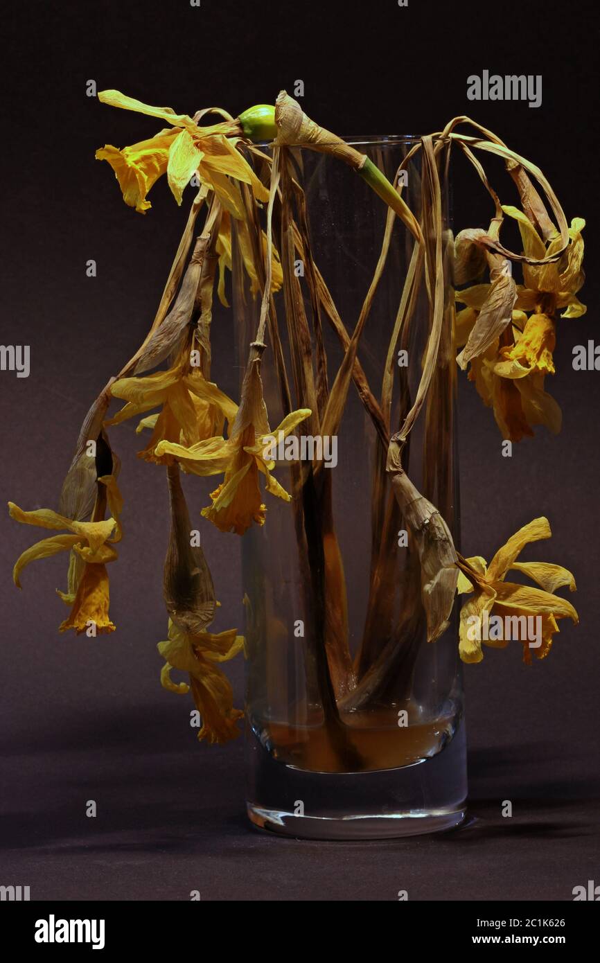 Dried daffodils in the vase Stock Photo - Alamy