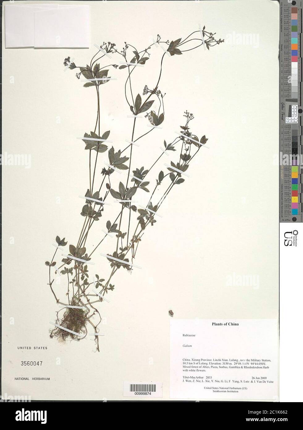 Galium sp Galium sp Stock Photo - Alamy