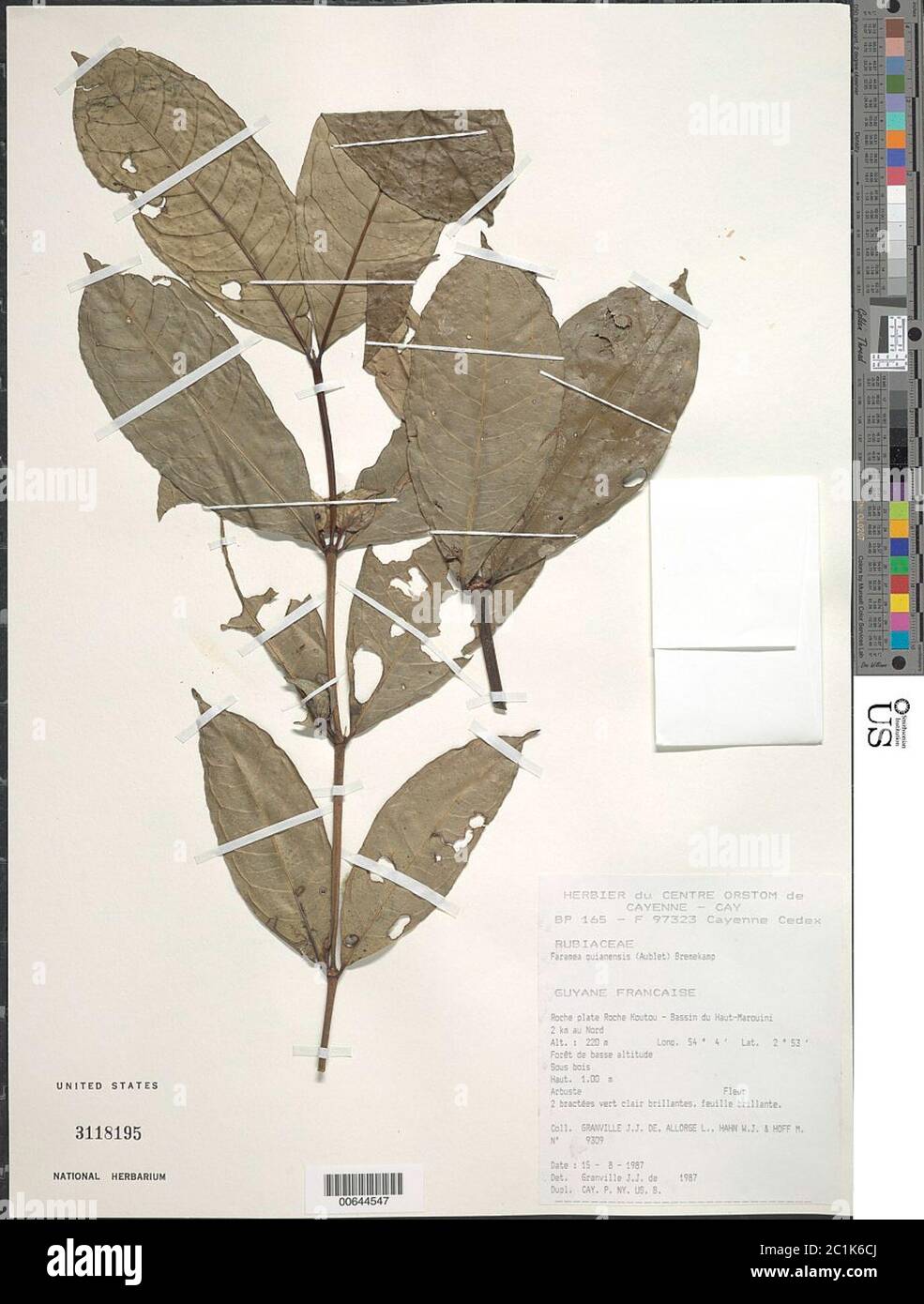 Faramea guianensis Aubl Bremek Faramea guianensis Aubl Bremek Stock ...