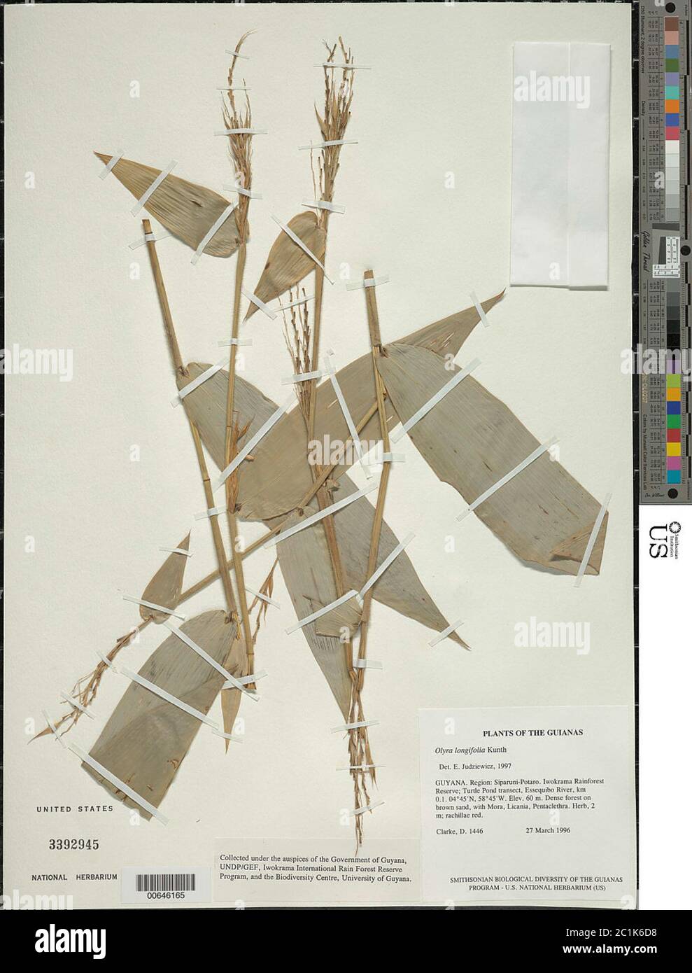 Olyra longifolia Kunth Olyra longifolia Kunth Stock Photo - Alamy