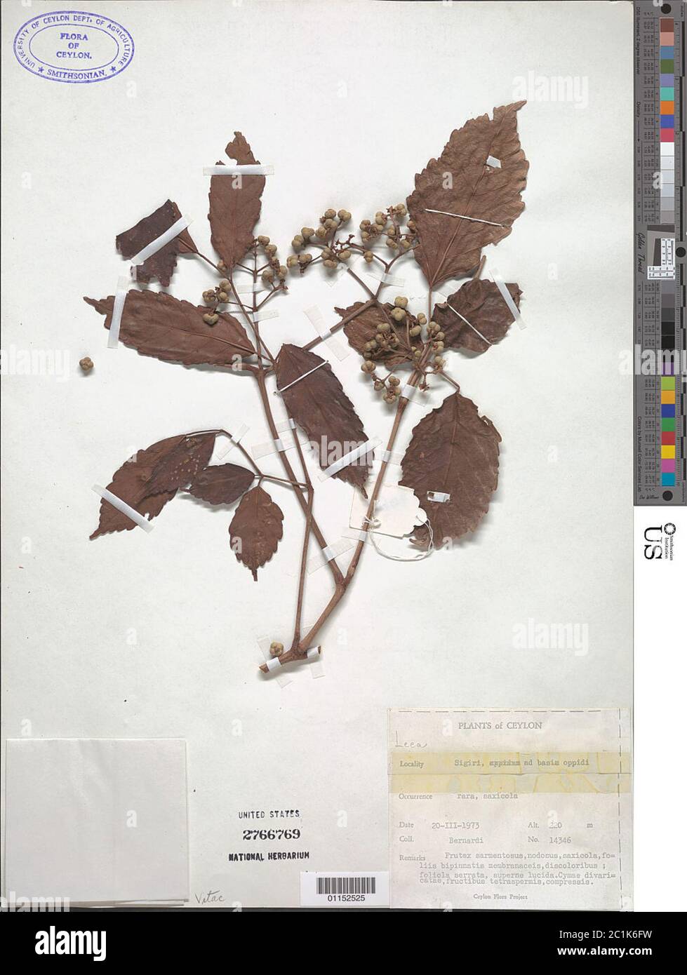 Leea sp Leea sp Stock Photo - Alamy