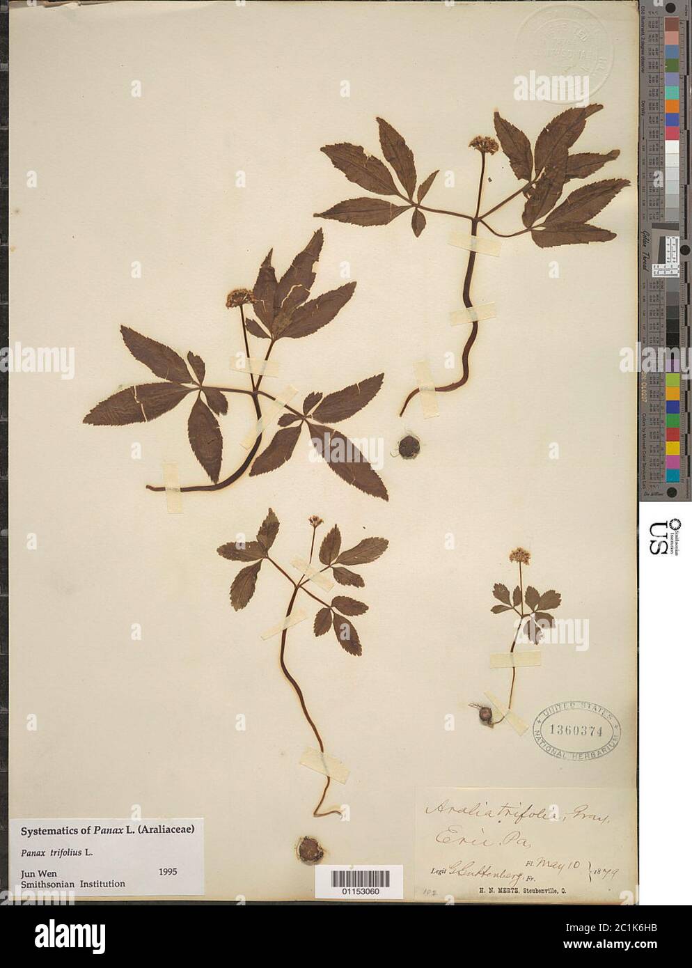 Panax trifolius L Panax trifolius L Stock Photo - Alamy