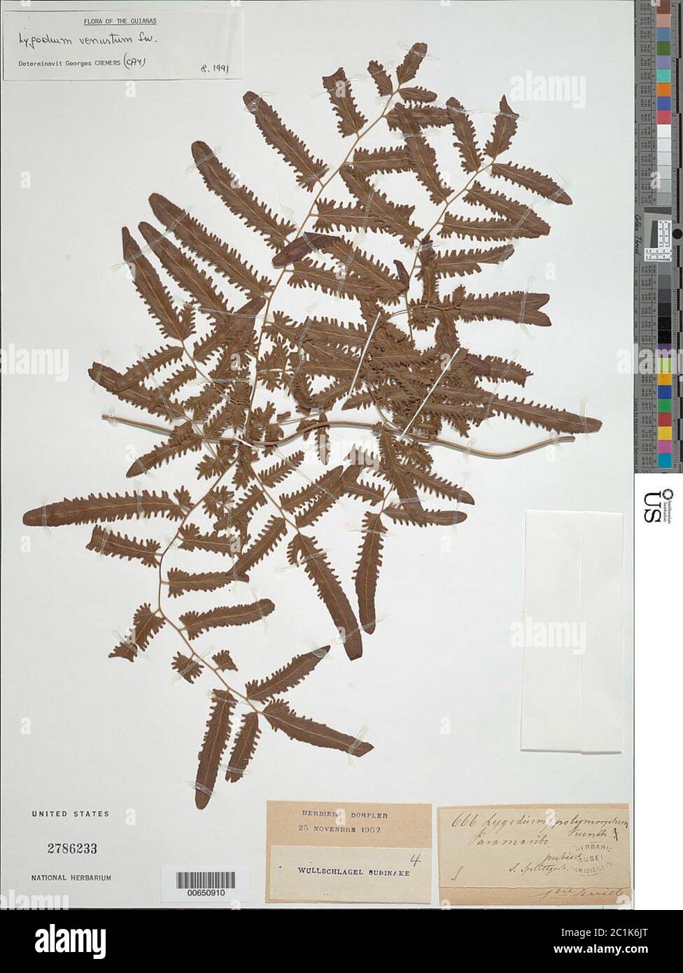 Lygodium venustum Sw Lygodium venustum Sw Stock Photo - Alamy