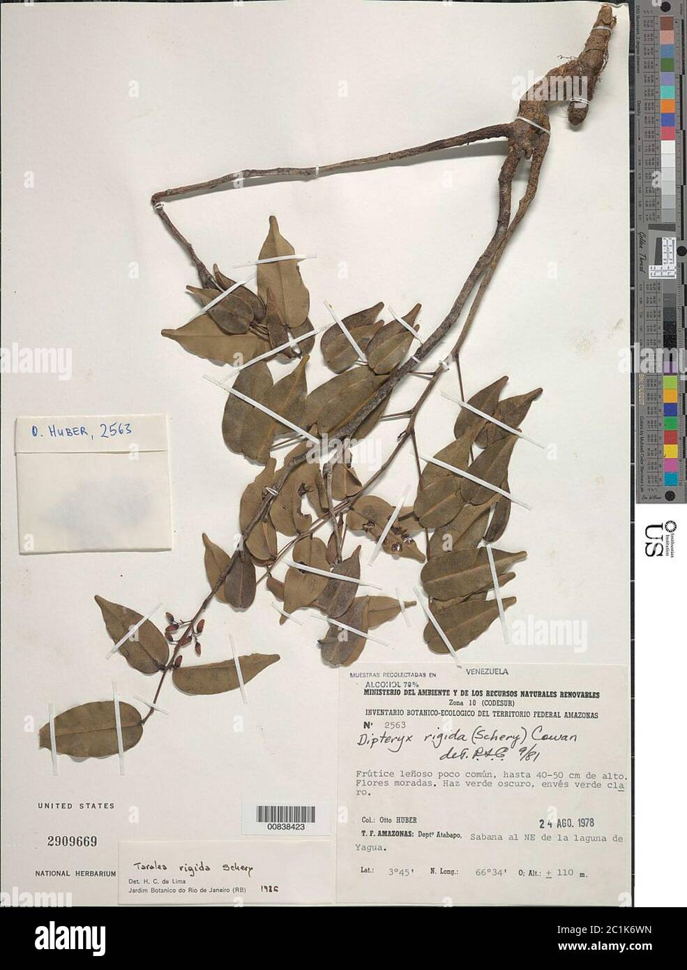 Taralea rigida Schery Taralea rigida Schery Stock Photo - Alamy