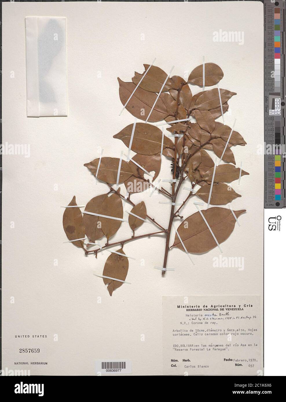 Heisteria High Resolution Stock Photography and Images - Alamy