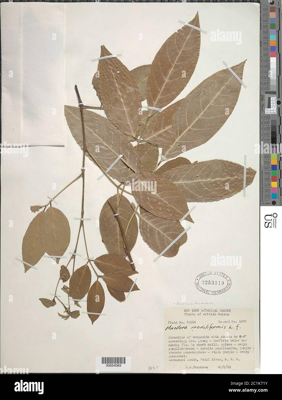 Muellera frutescens Muellera frutescens Stock Photo - Alamy