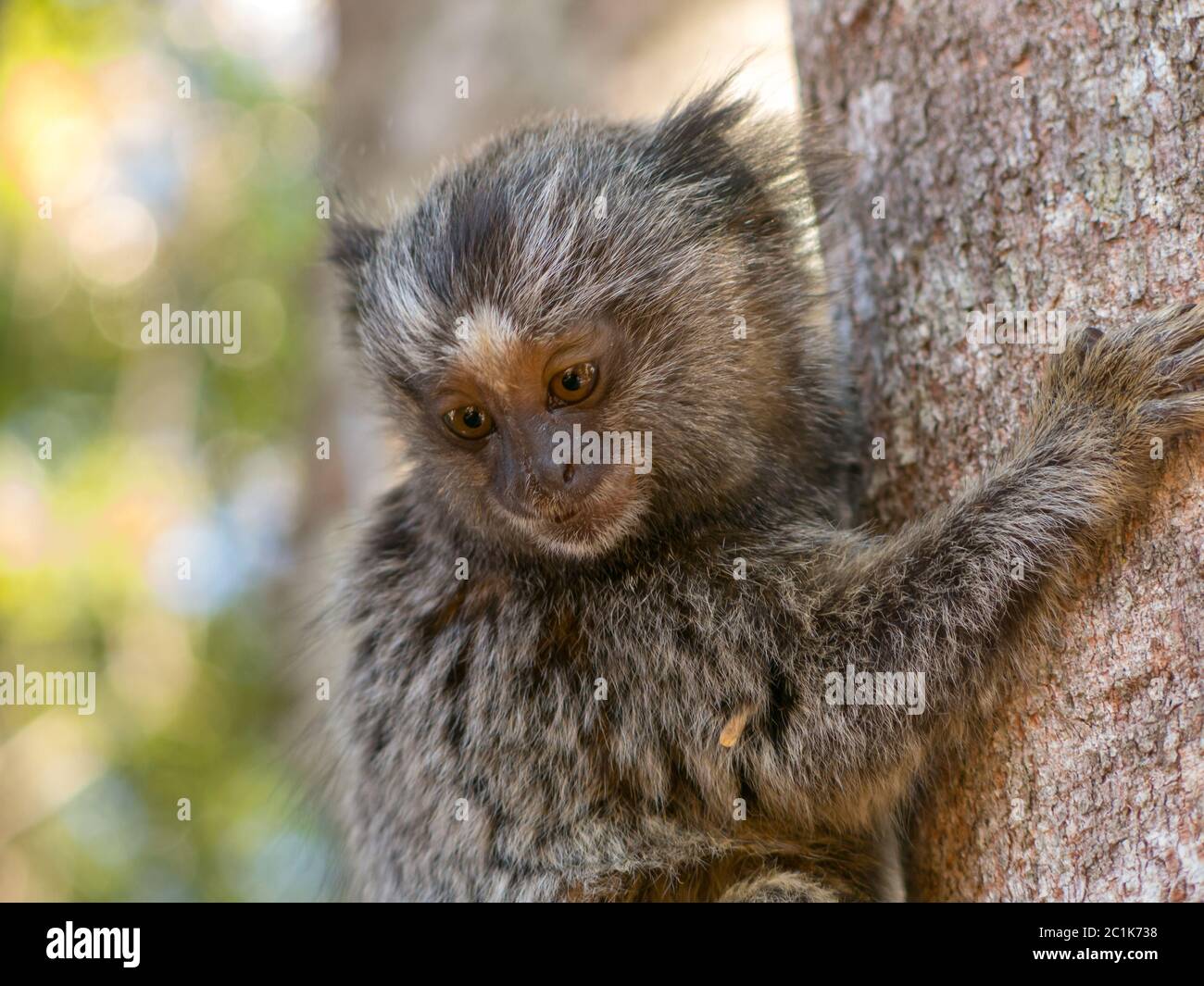 Marmoset brazil and baby hi-res stock photography and images - Alamy