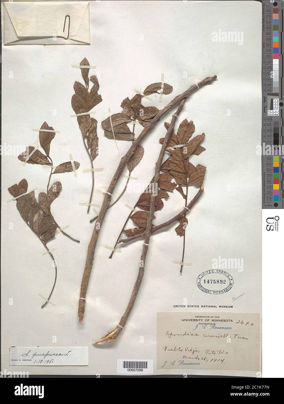 Spondias purpurea L Spondias purpurea L Stock Photo - Alamy