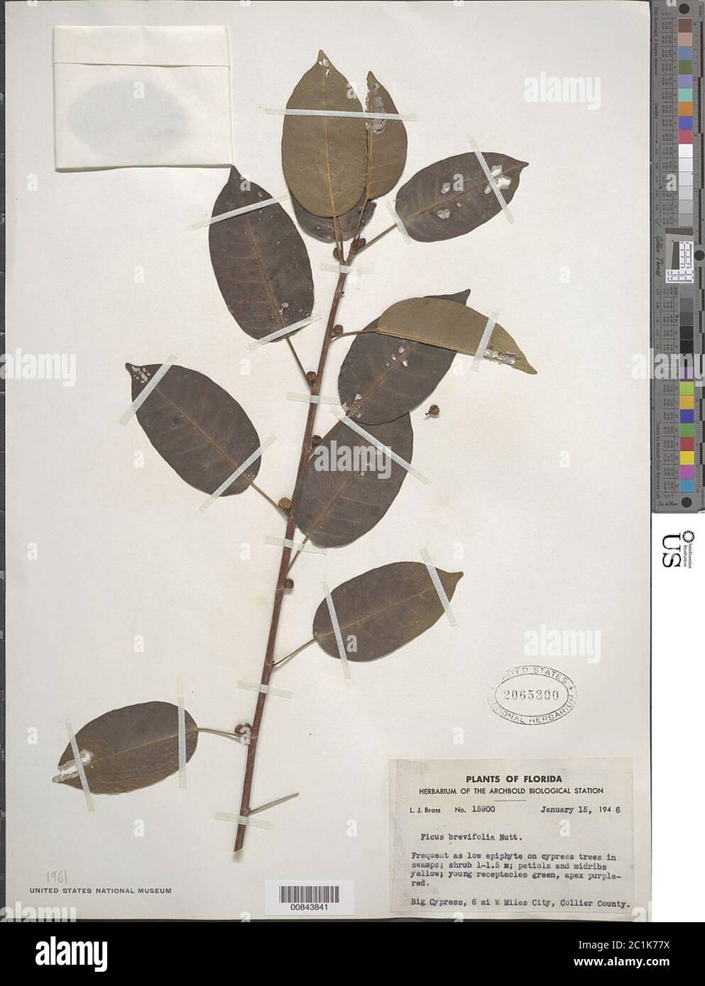 Ficus brevifolia Nutt Ficus brevifolia Nutt Stock Photo - Alamy