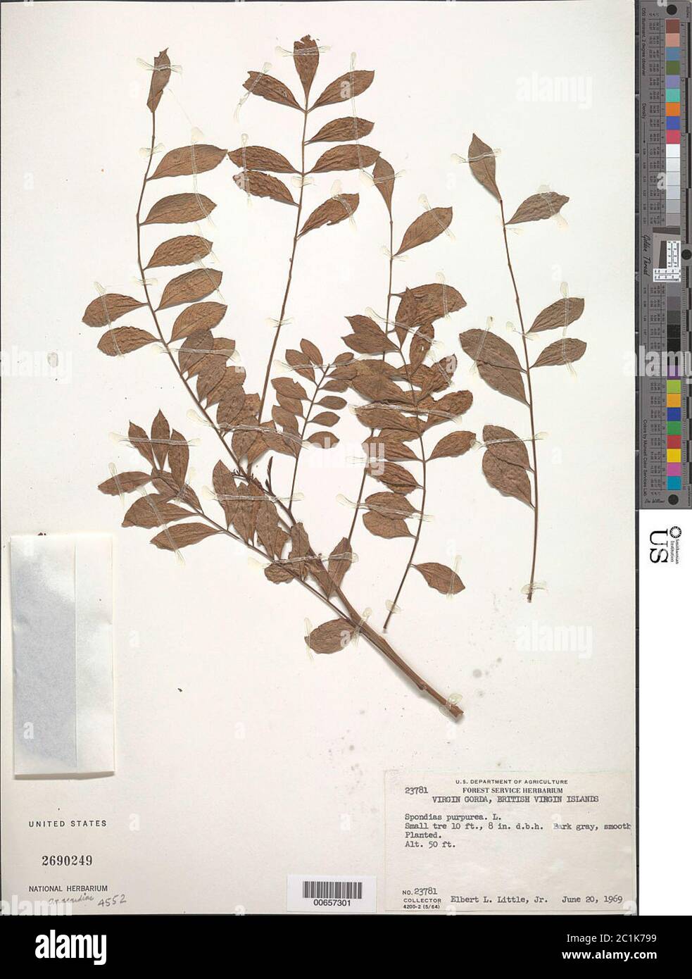 Spondias purpurea L Spondias purpurea L Stock Photo - Alamy