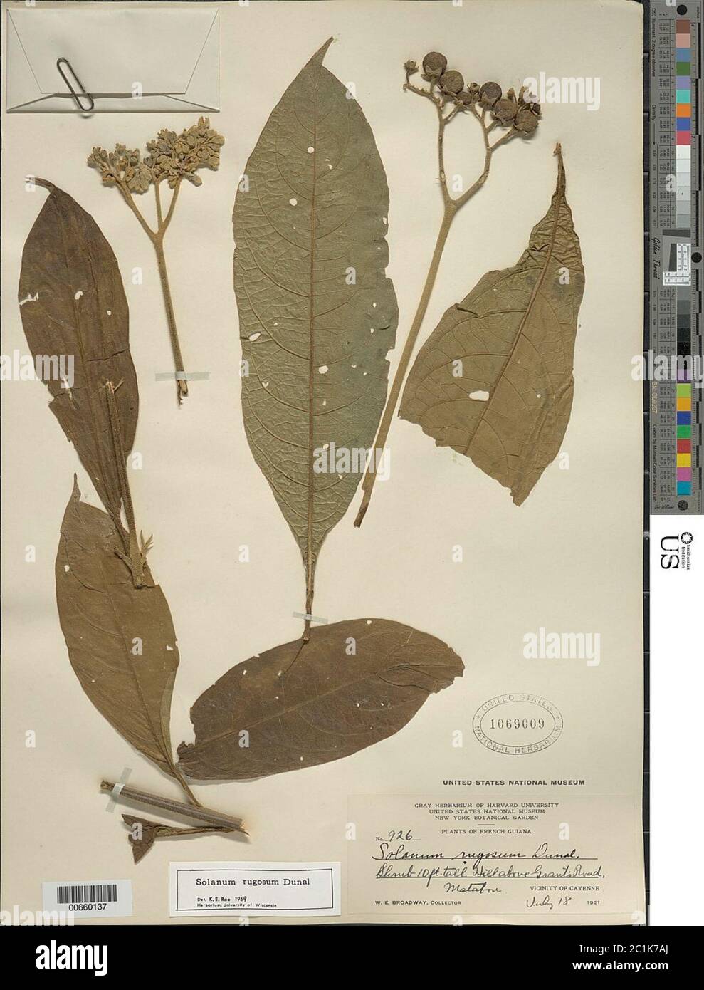 Solanum rugosum Dunal Solanum rugosum Dunal Stock Photo - Alamy