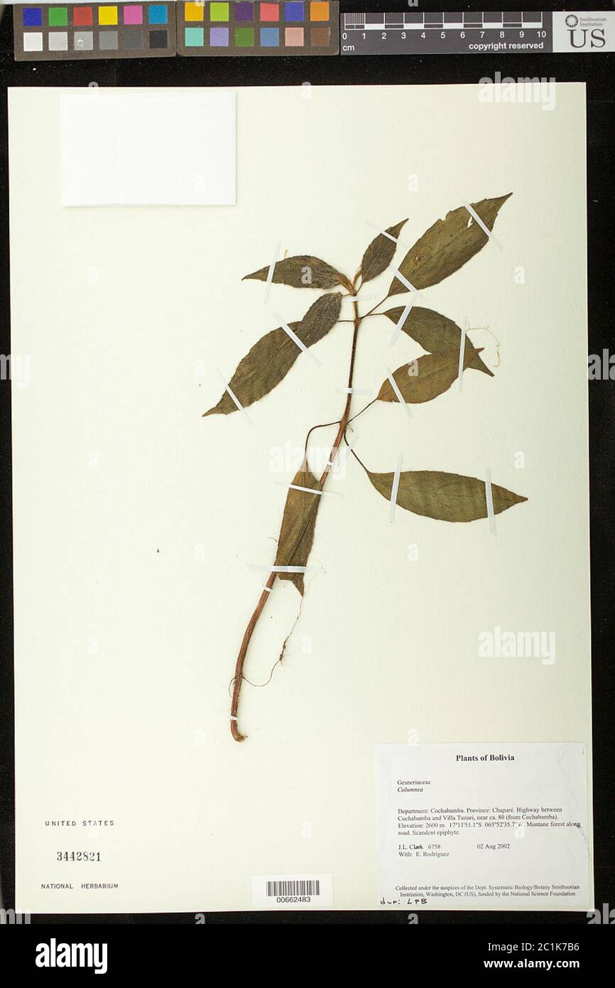 Columnea sp Columnea sp Stock Photo - Alamy