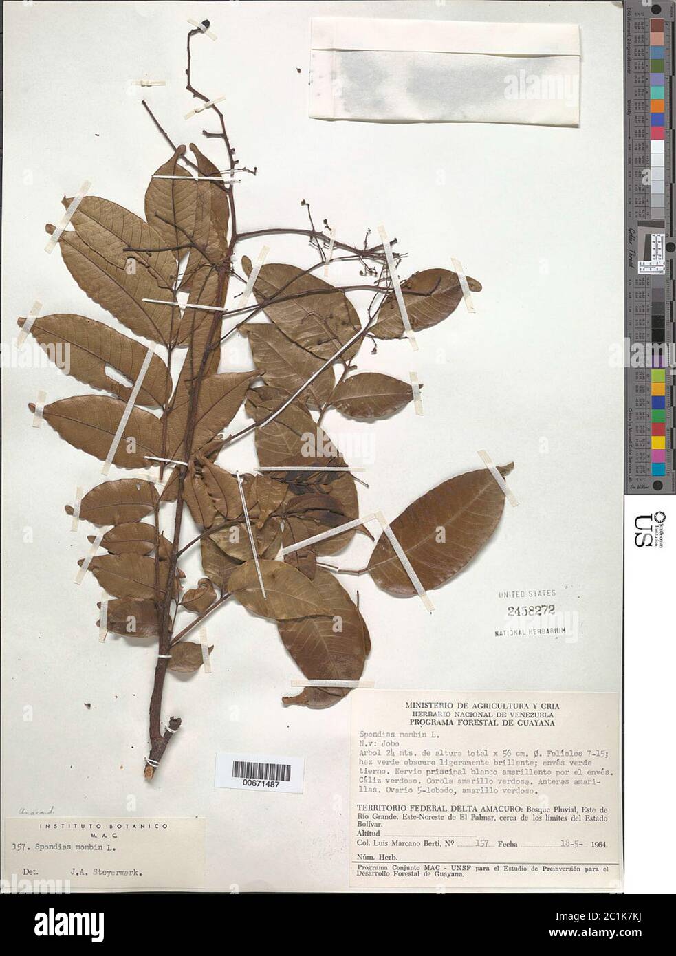 Spondias mombin l hi-res stock photography and images - Alamy