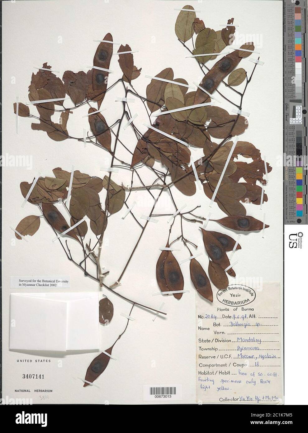 Dalbergia Dalbergia Sp High Resolution Stock Photography and Images - Alamy