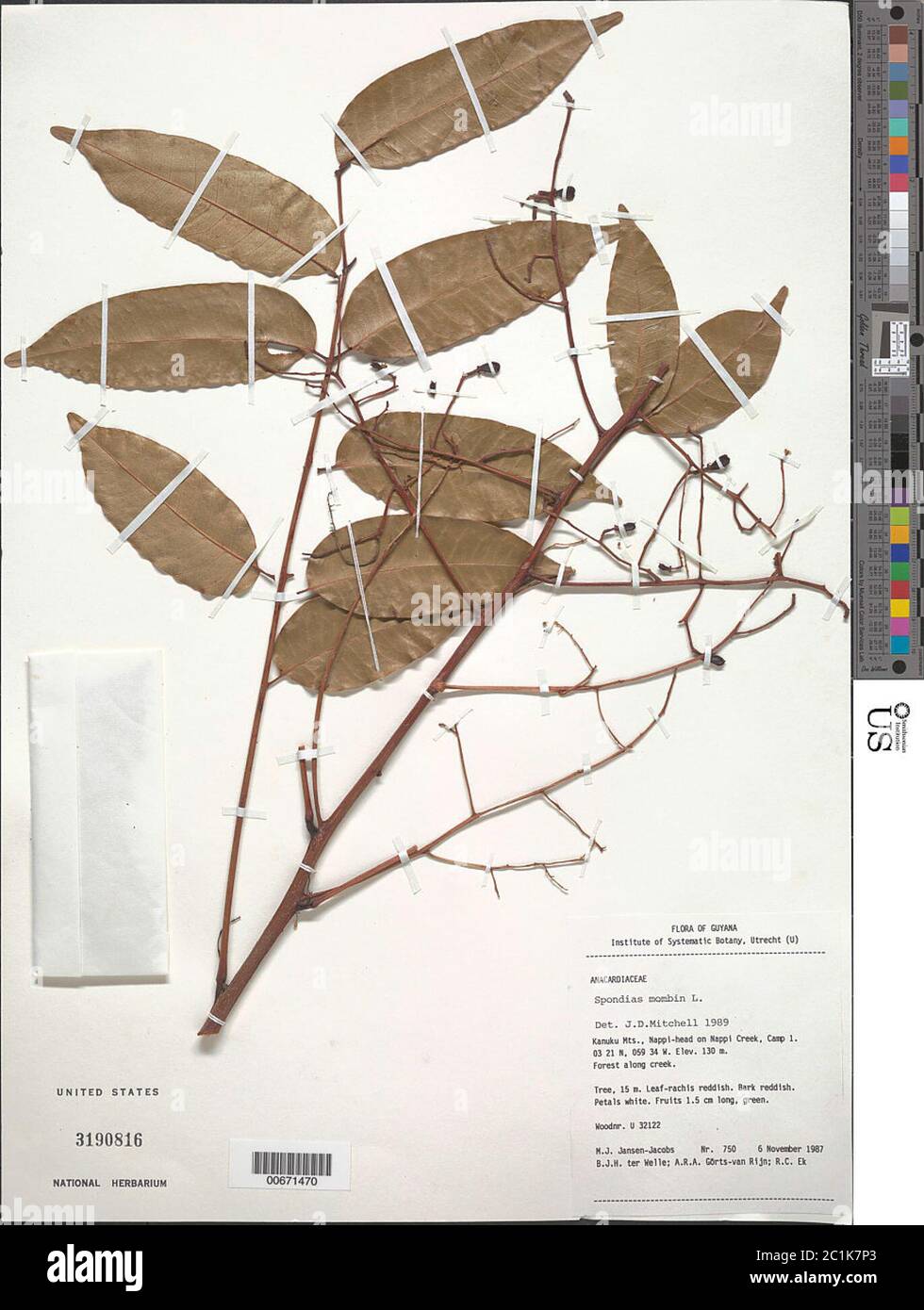 Spondias mombin l hi-res stock photography and images - Alamy