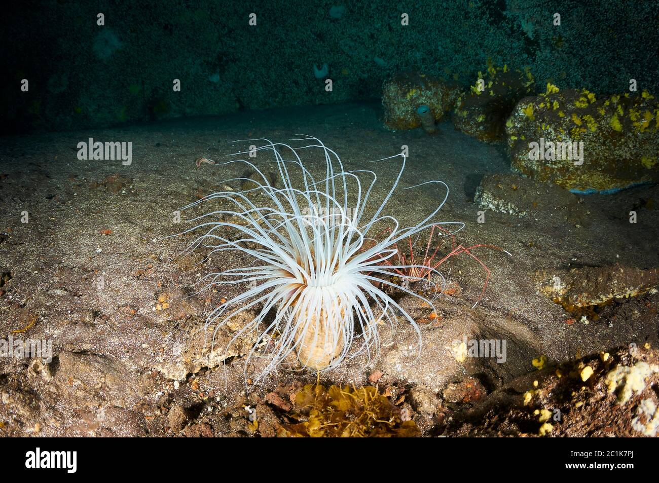 Coloured tube anemone (Cerianthus membranaceus) in an underwater cave ...
